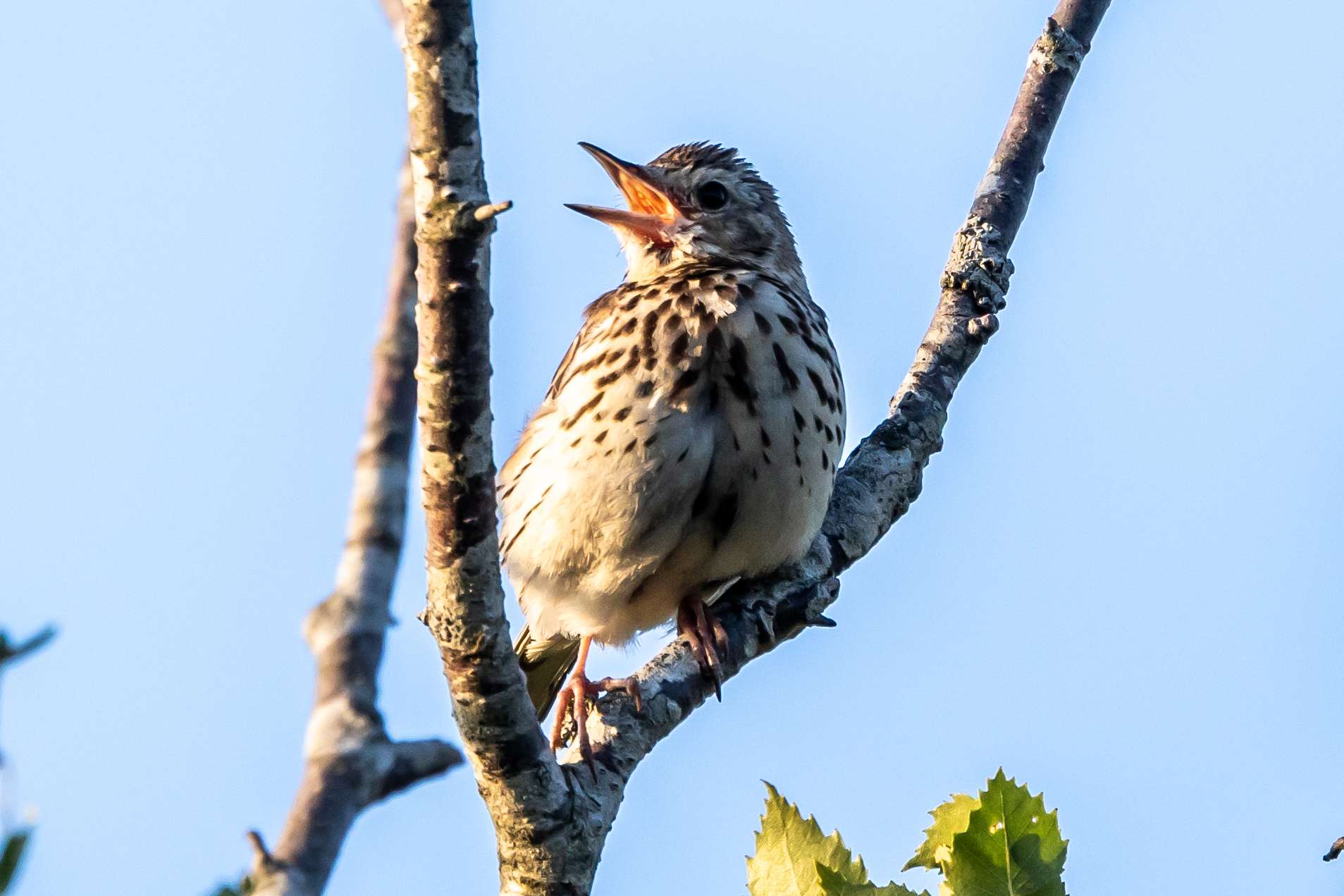 South Devon - Devon Birds