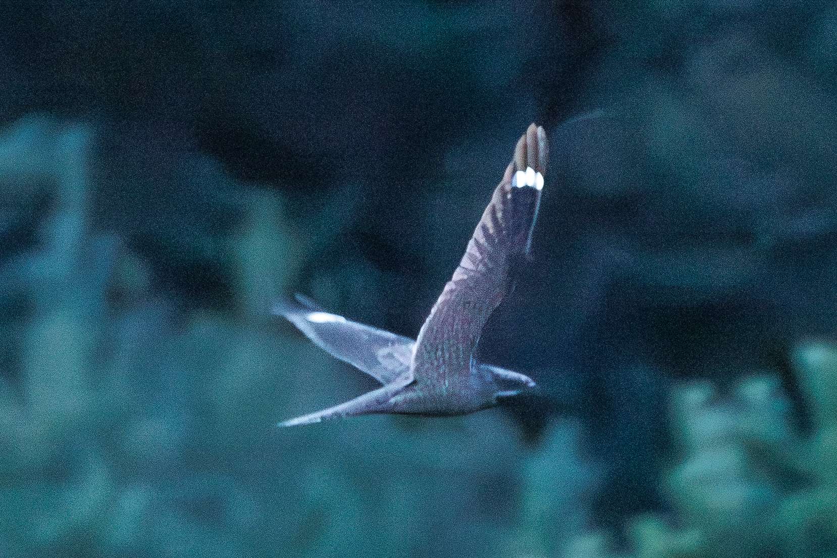 South Devon - Devon Birds