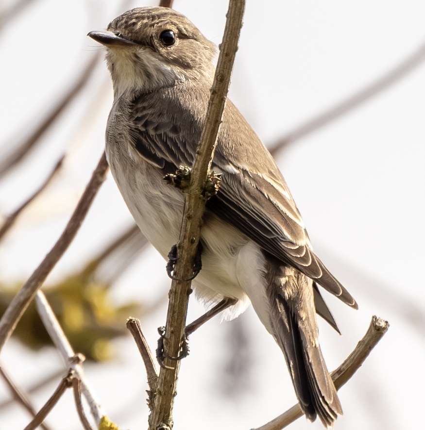 Spotted Flycatchers on migration - Devon Birds
