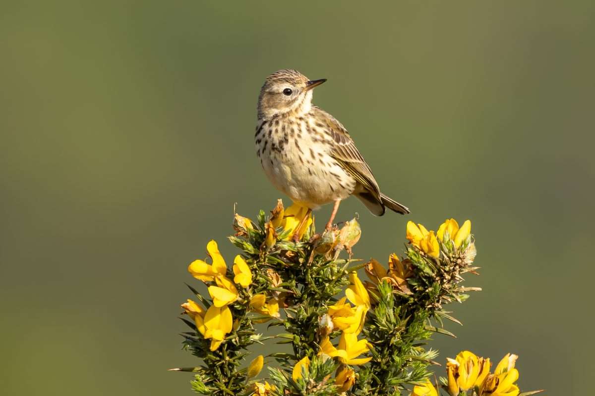 Devon Birds - Events - Devon Birds