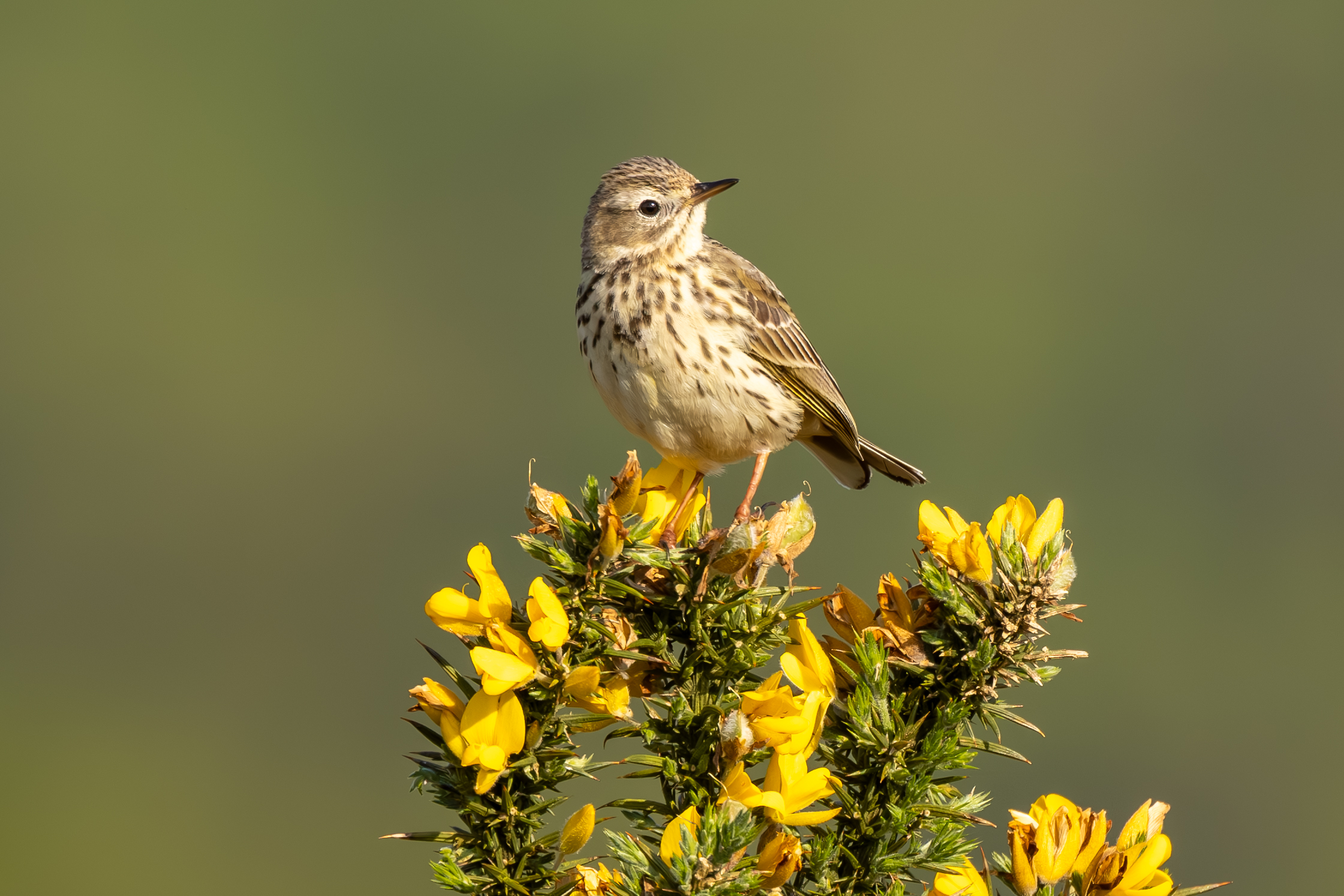 Devon Birds - Events - Devon Birds