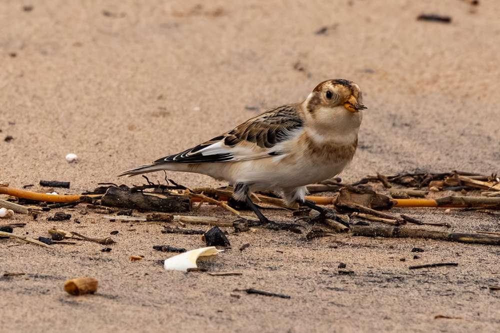 Dawlish Warren Beach - Devon Birds