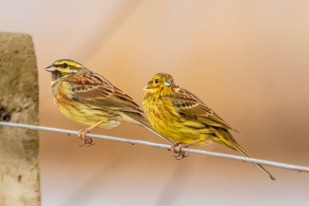 Society News - Devon Birds