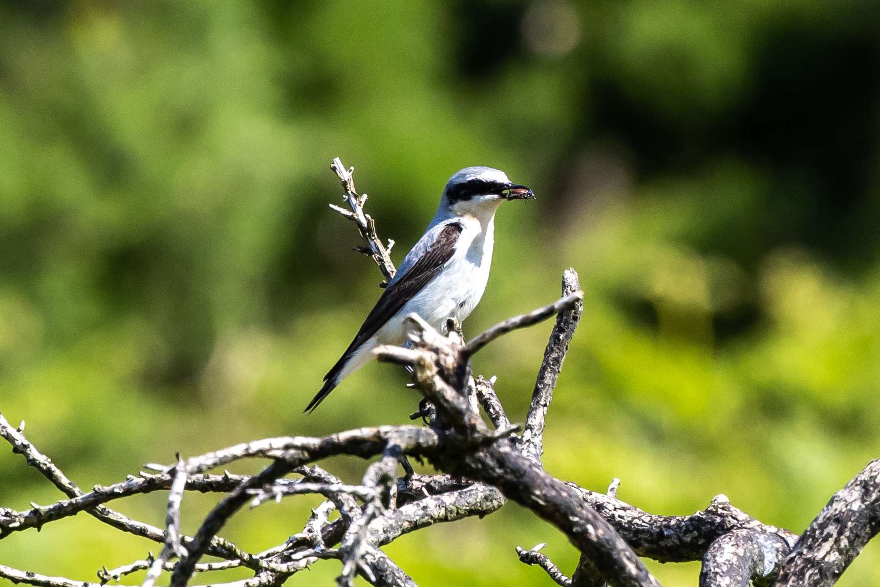 Society News - Devon Birds