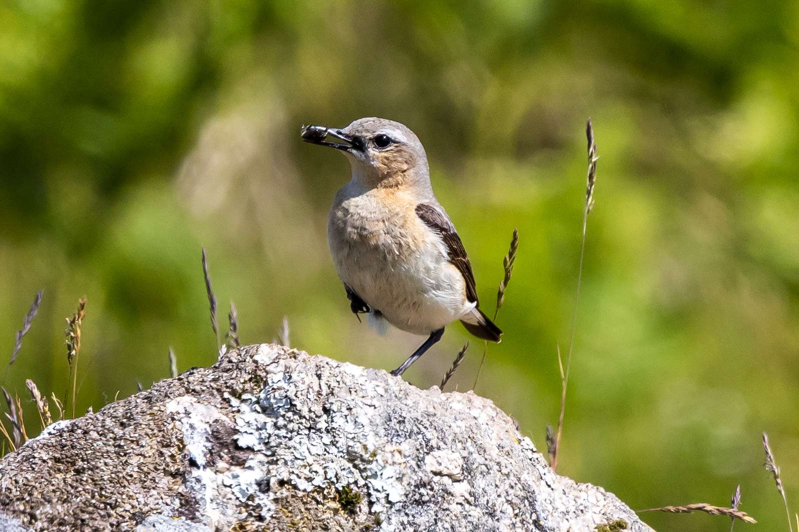 Society News - Devon Birds