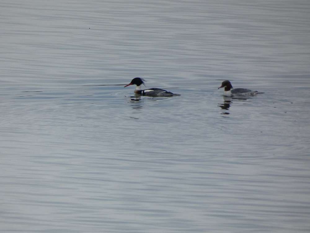 Ashford Strand & Pottington - North side of Taw Estuary - Devon Birds