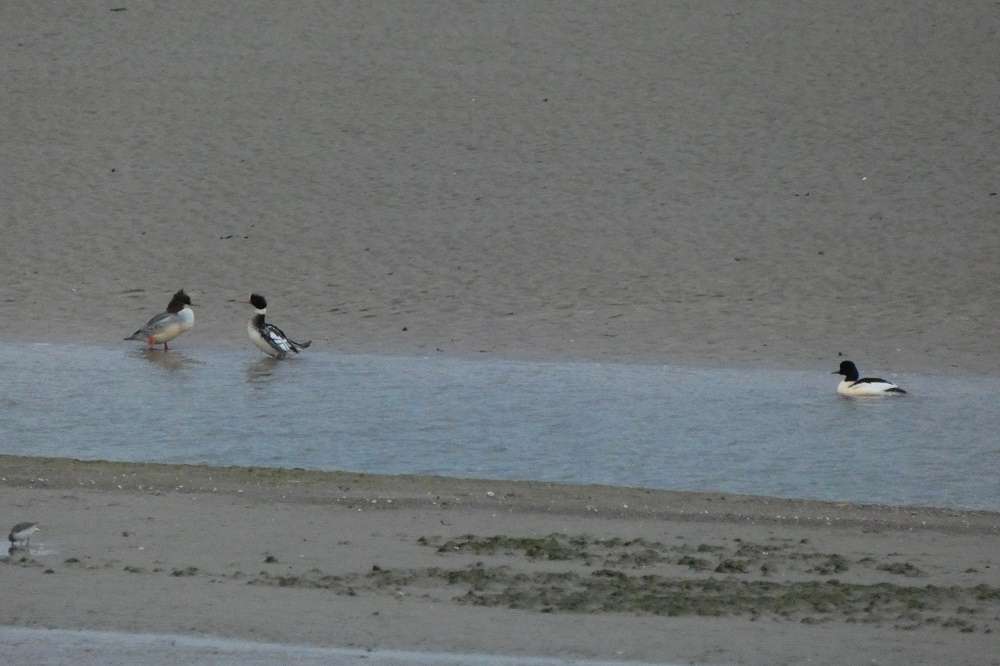 Ashford Strand & Taw Estuary, Pottington - Devon Birds