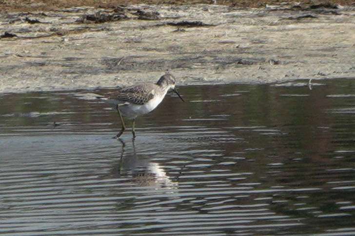 Marsh Sandpiper - Black Hole Marsh - Devon Birds