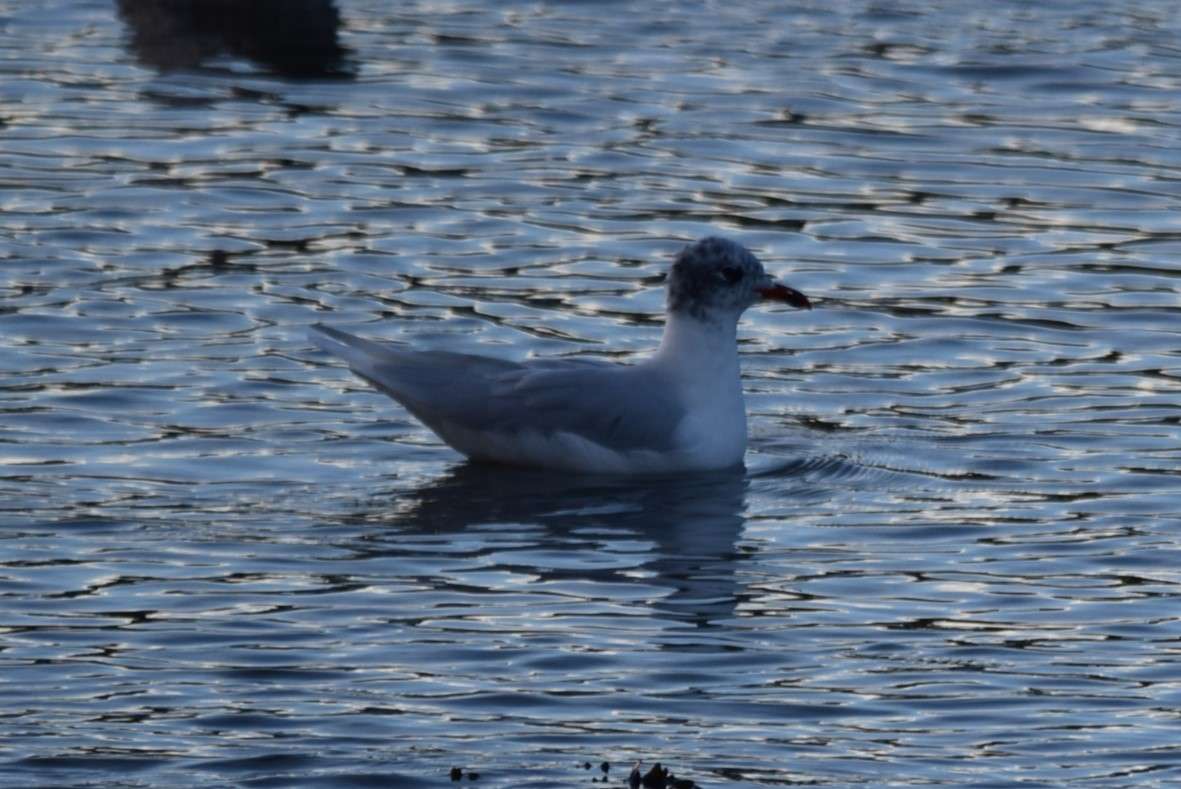 Brixham, Broadsands and Goodrington - Devon Birds