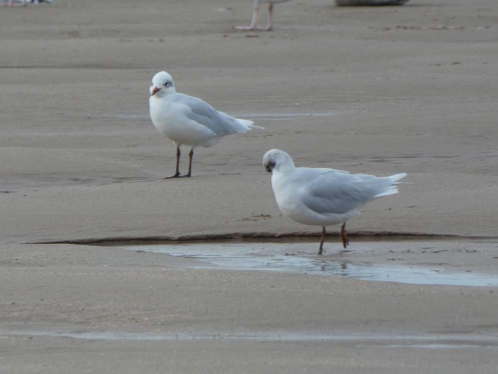 Baggy Point - Devon Birds