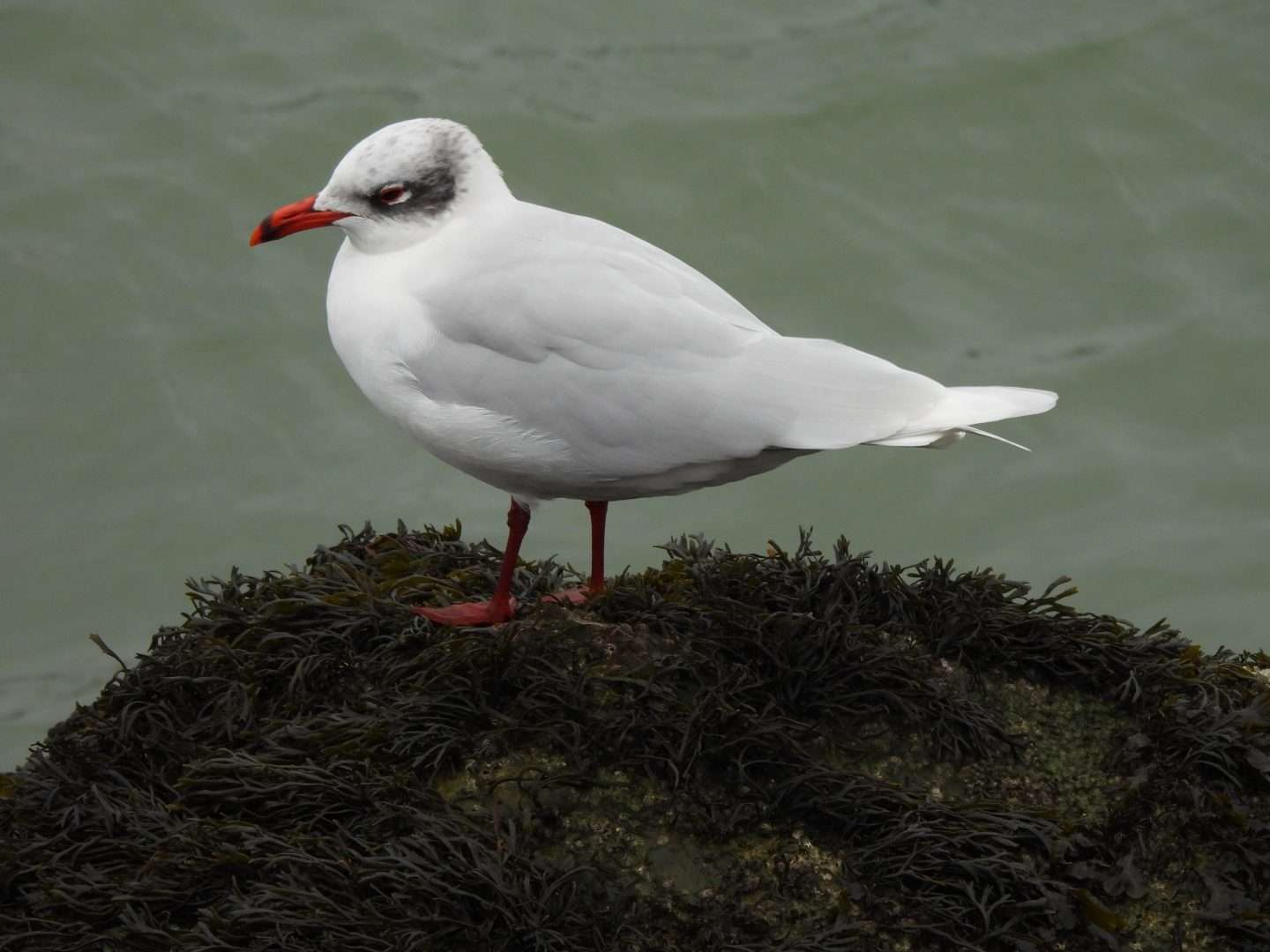 PLYMOUTH BRANCH’S VISIT TO BROADSANDS AND BRIXHAM ON MONDAY 26 JANUARY ...