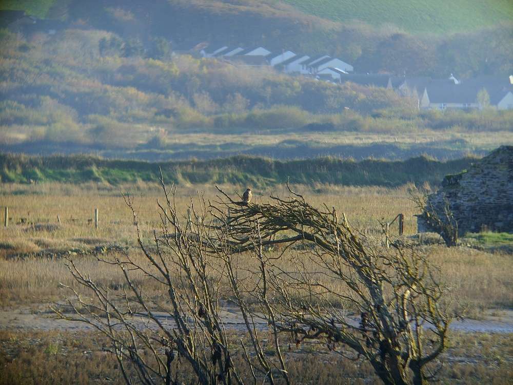 Horsey - Devon Birds