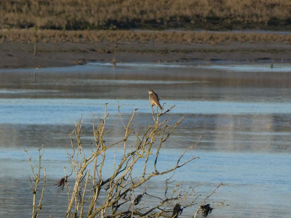 Horsey - Devon Birds