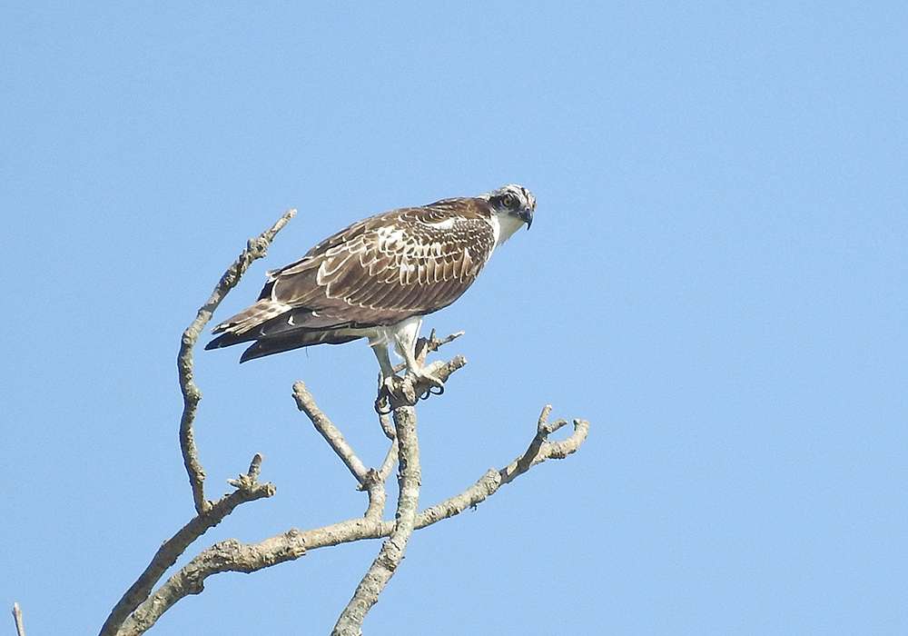 Dart Estuary - Devon Birds
