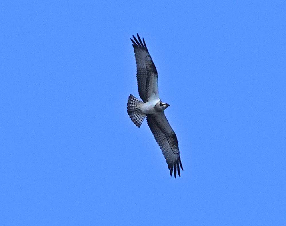 Dart ' Osprey' Cruise - Devon Birds