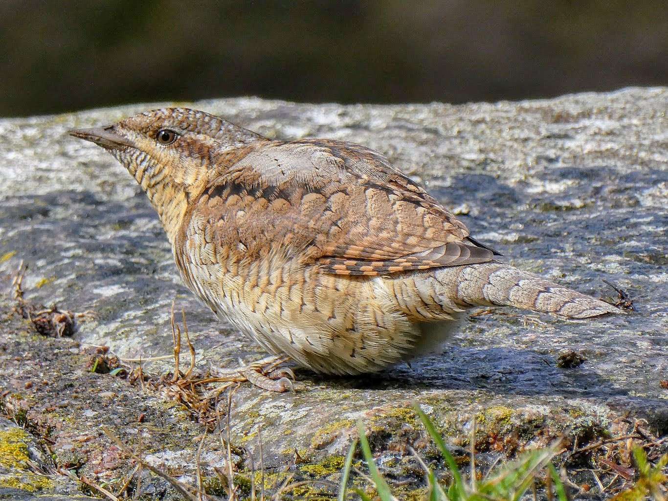 Turf Locks - Devon Birds