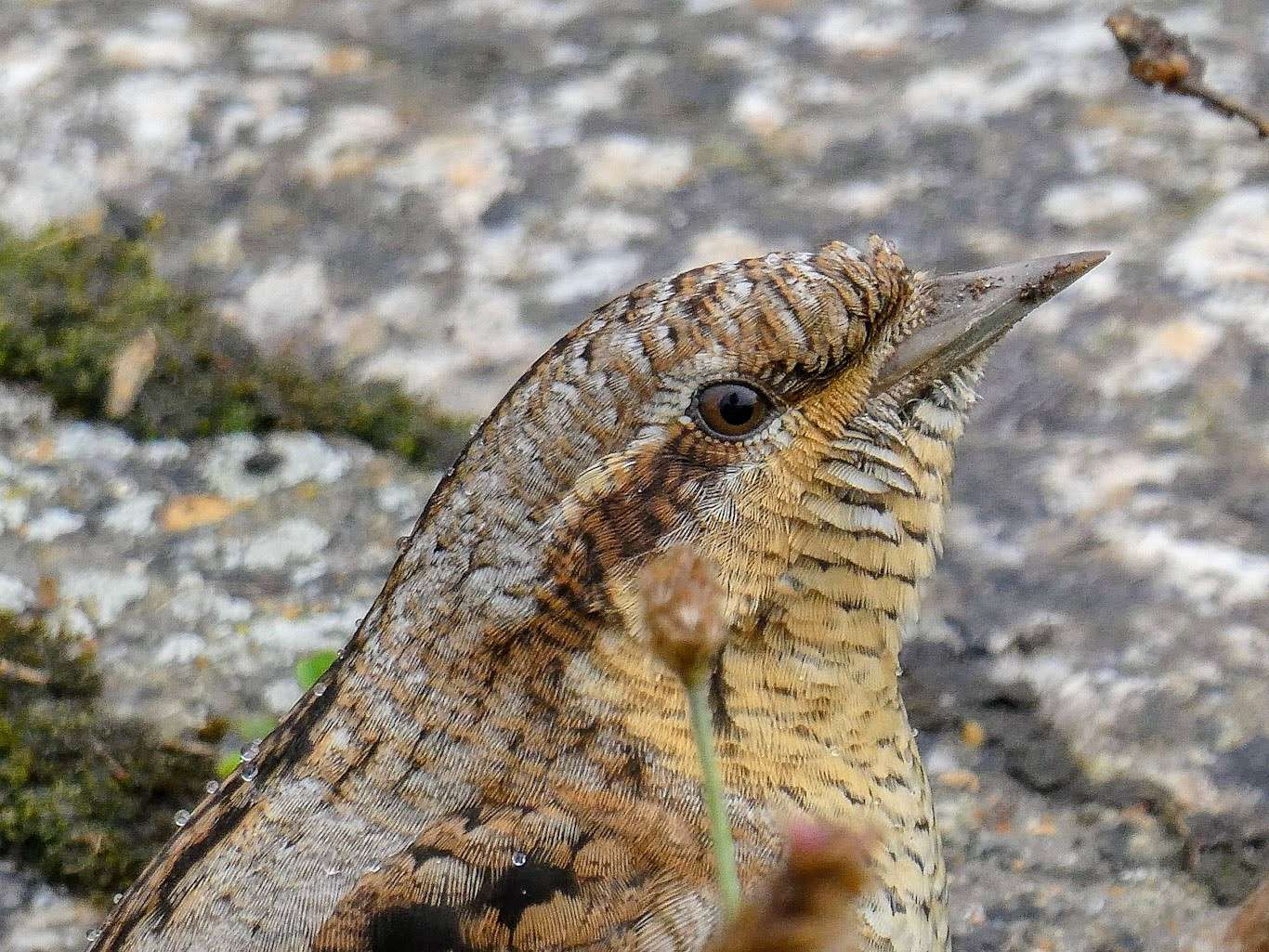 Turf Locks - Devon Birds