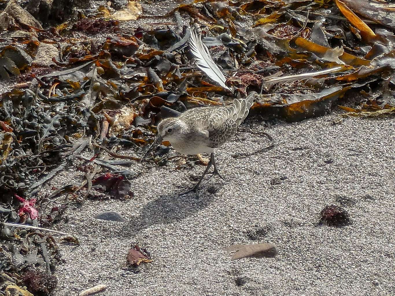 Wembury - Devon Birds