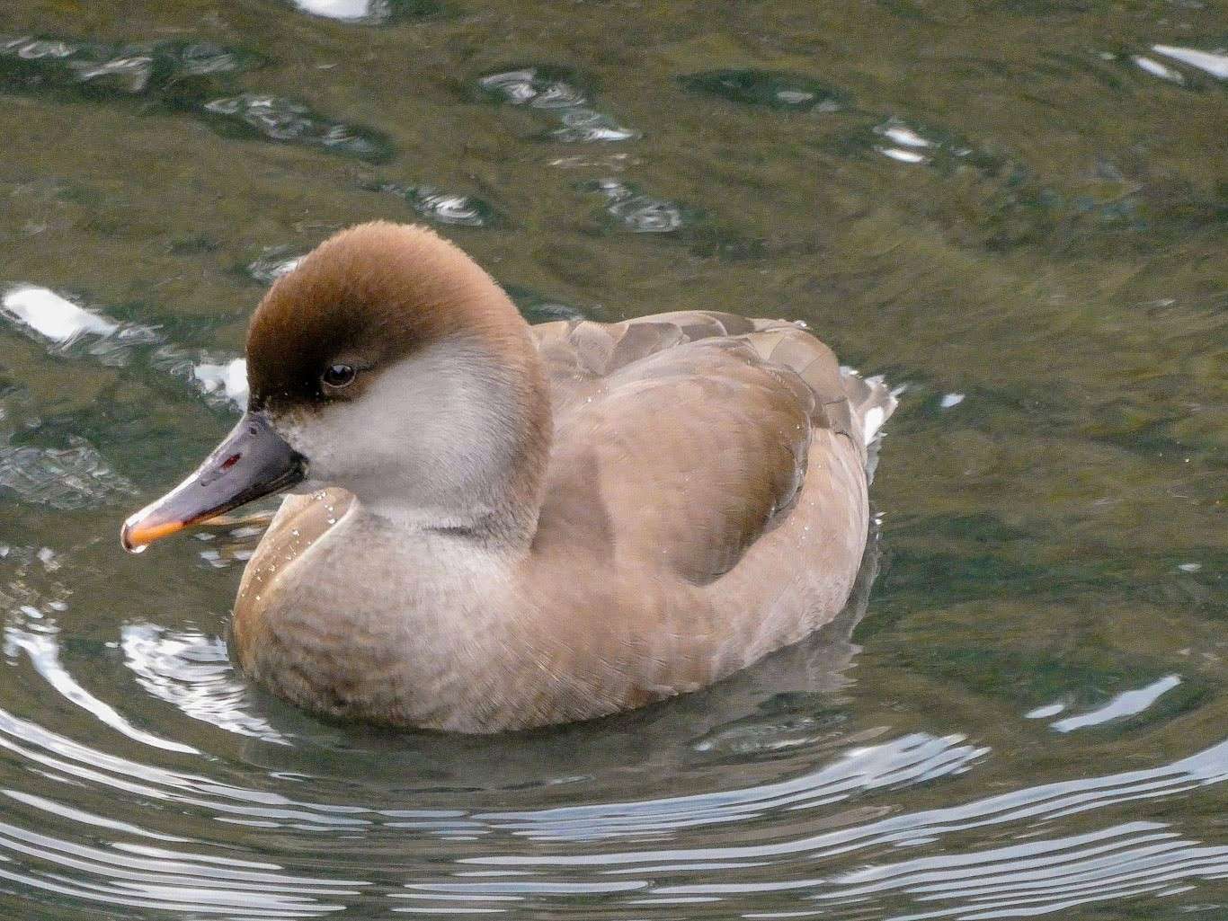 River Plym - Devon Birds