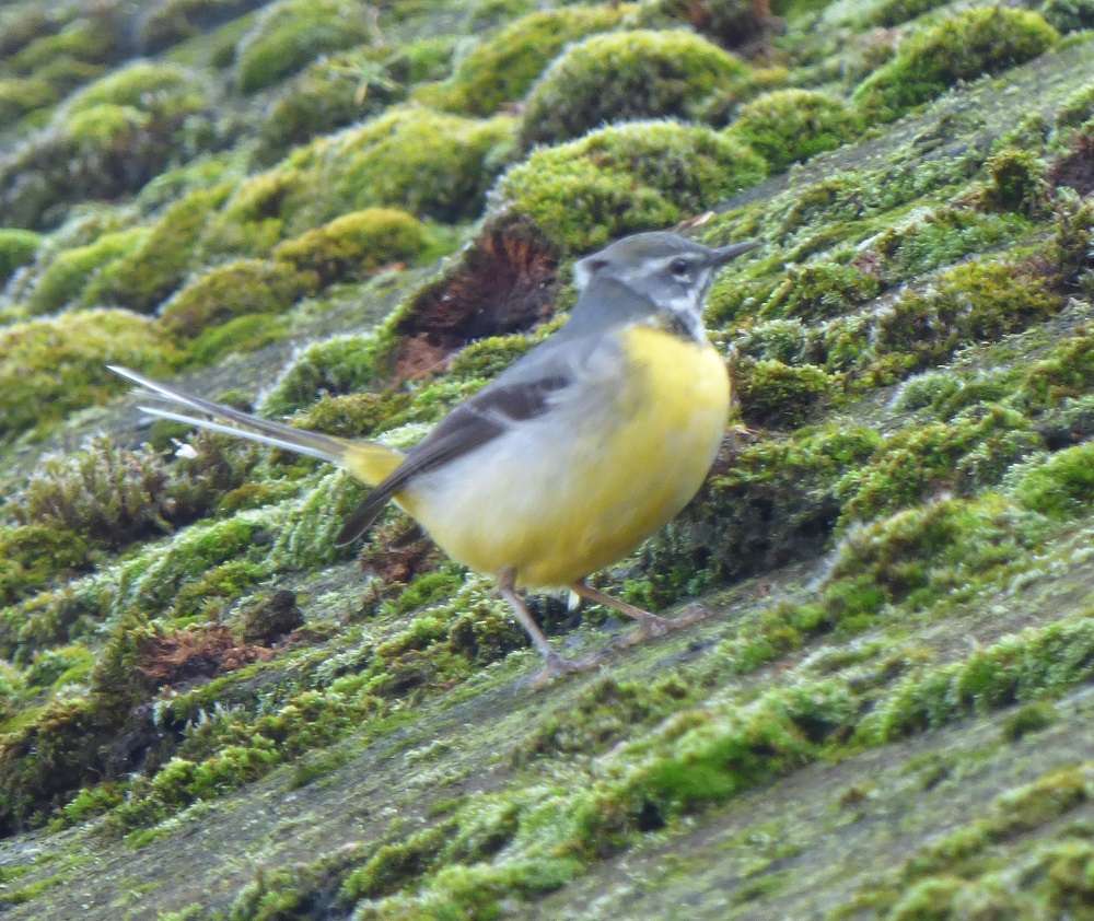 Barnstaple-Grey wagtail - Devon Birds