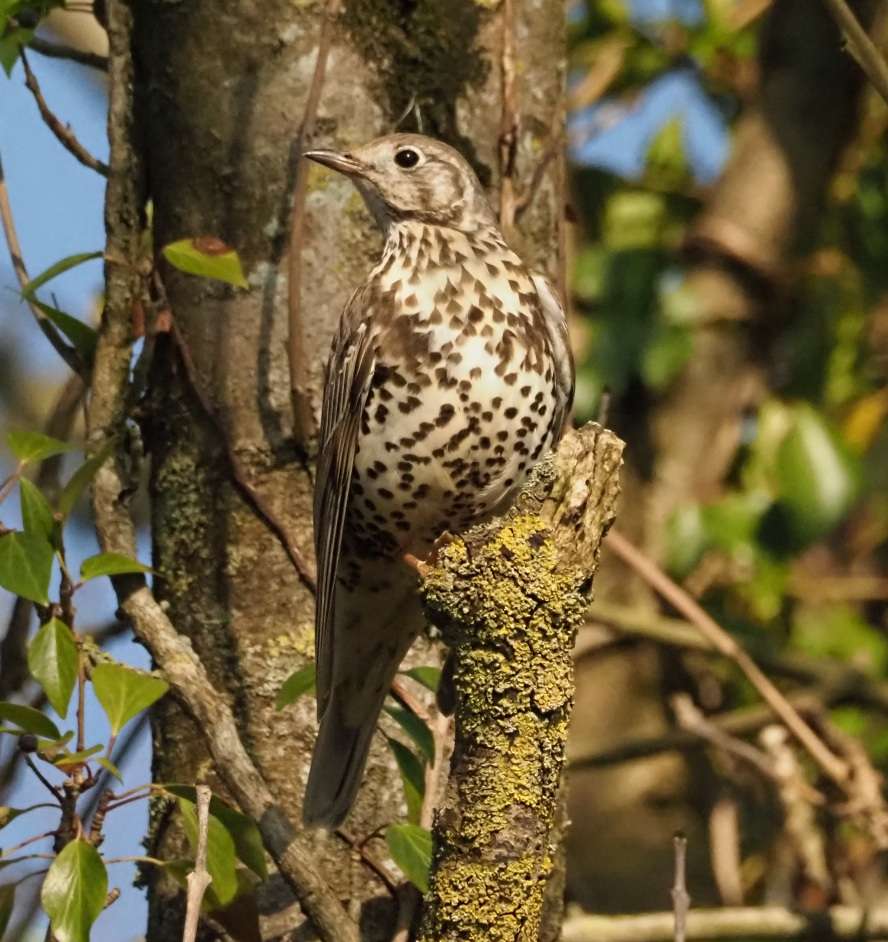 Mistle Thrushes at Ashford Strand - Devon Birds