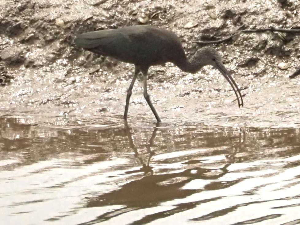 Fremington Pill Ibis - Devon Birds