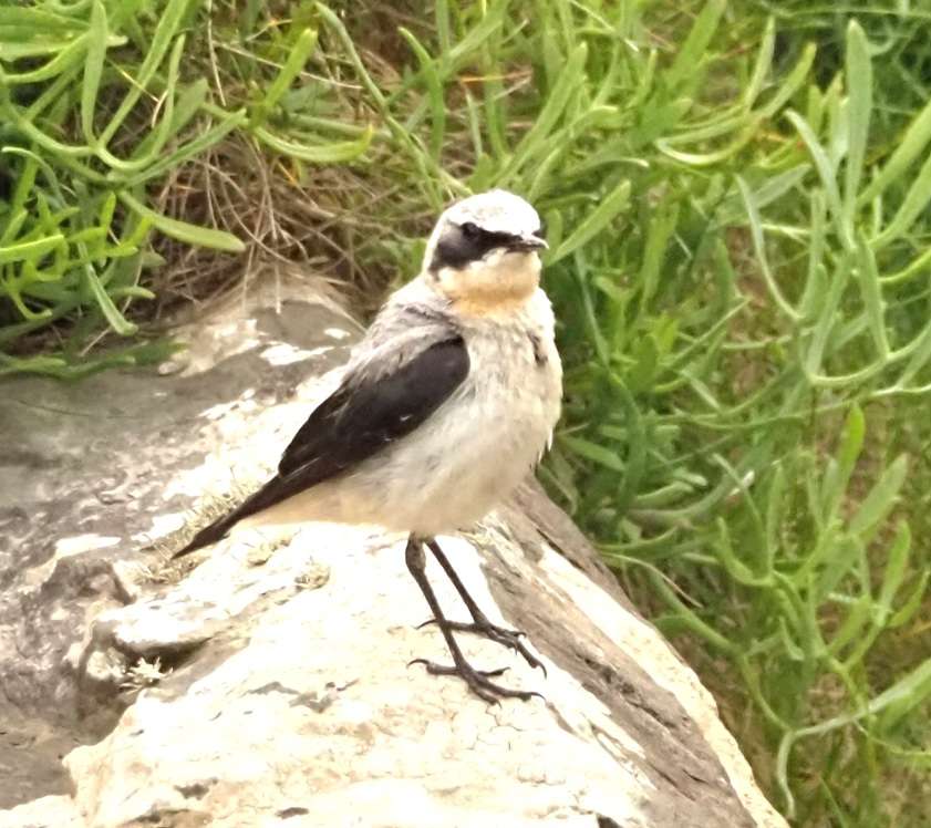 Croyde Wheatear - Devon Birds