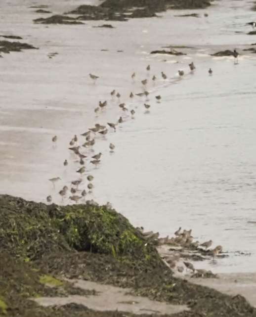 Taw Estuary Ashford side - Devon Birds