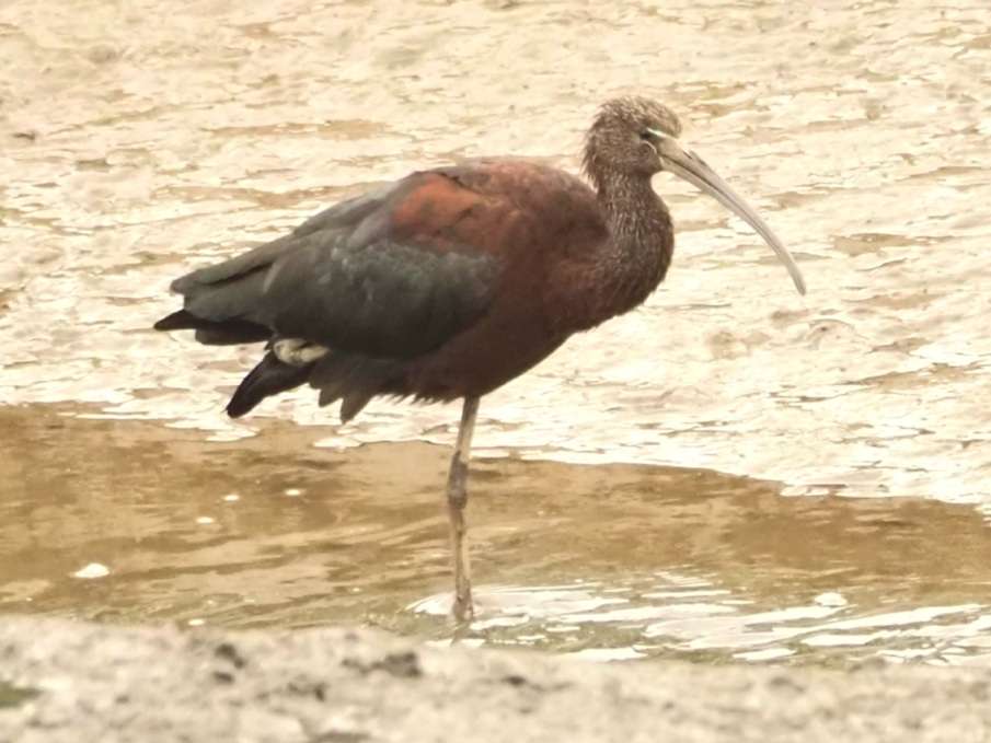Fremington Pill - Devon Birds
