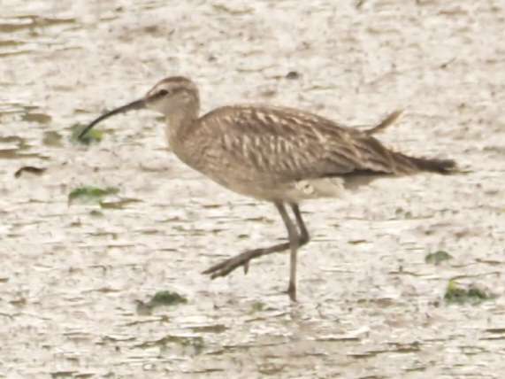 Fremington Pill - Devon Birds