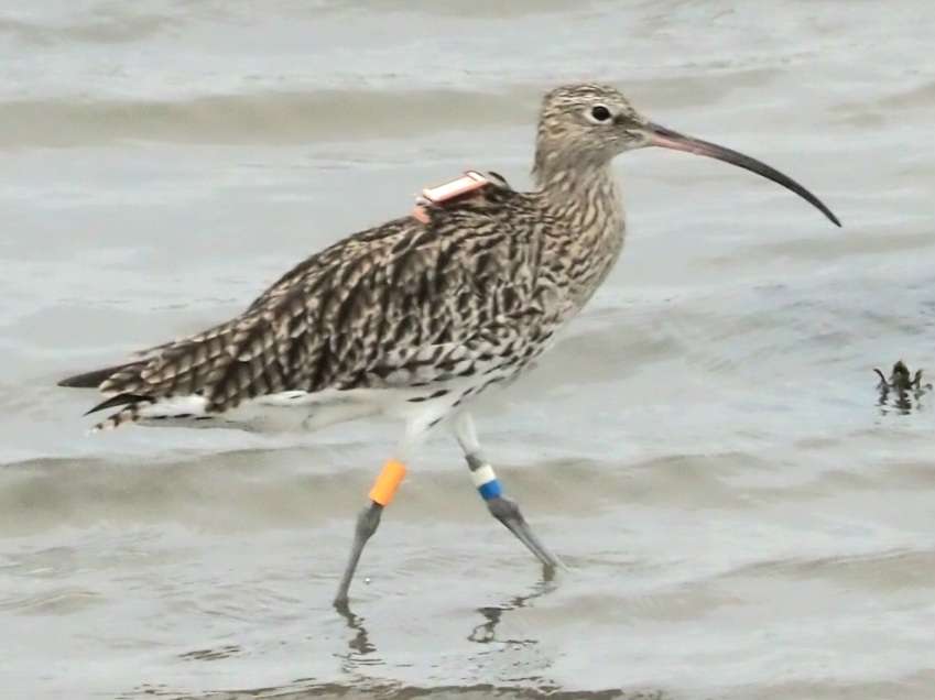 Taw at Ashford, falling tide - Devon Birds