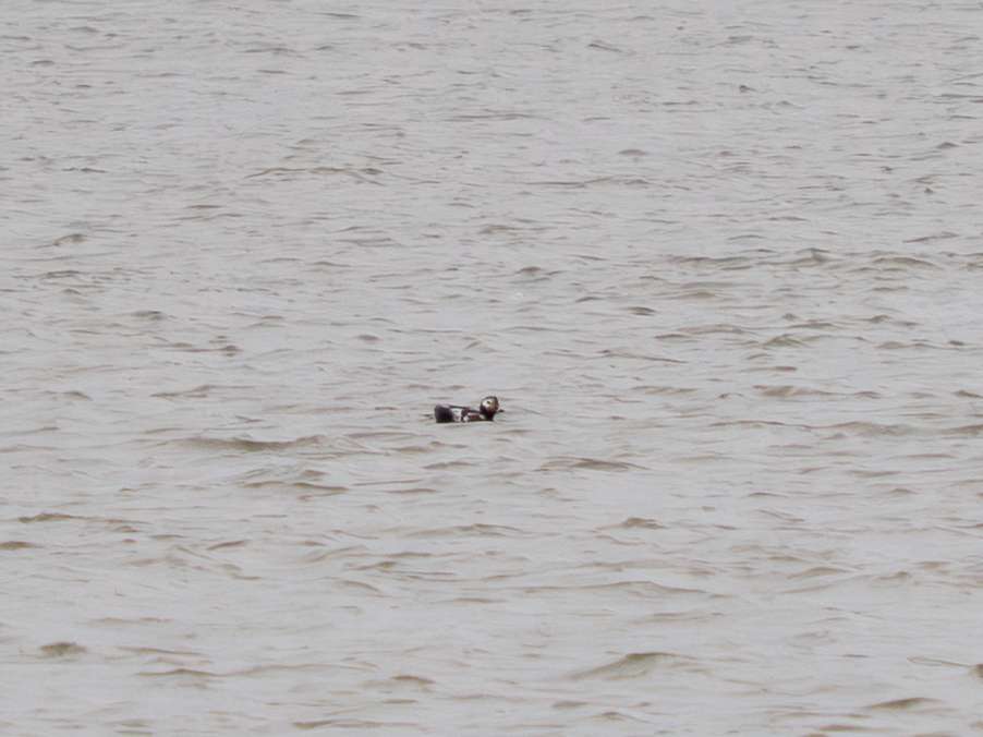 Long-tailed Duck - Devon Birds