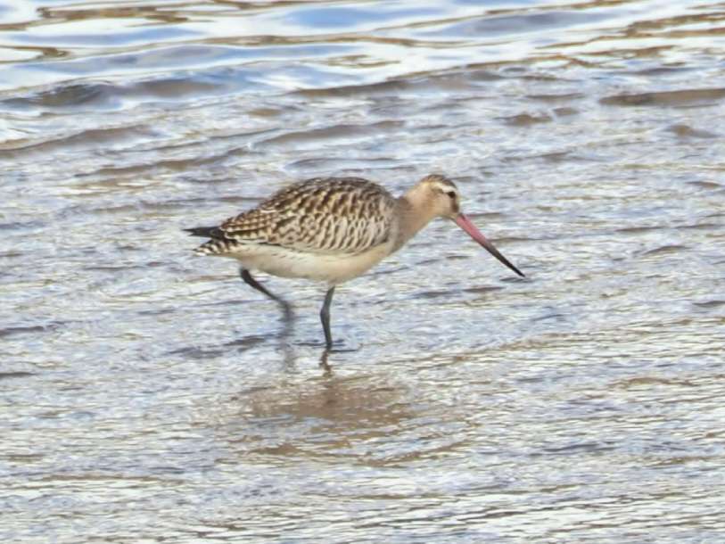 Taw Bridge, Barnstaple - Devon Birds