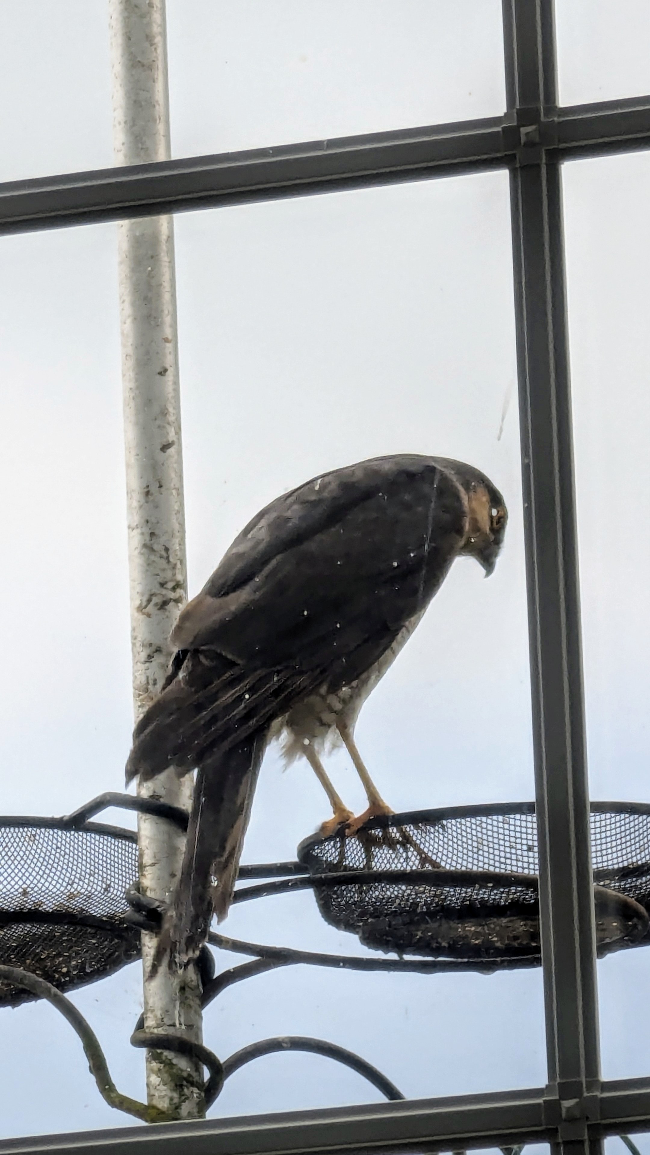 Sparrowhawk. Dolton - Devon Birds