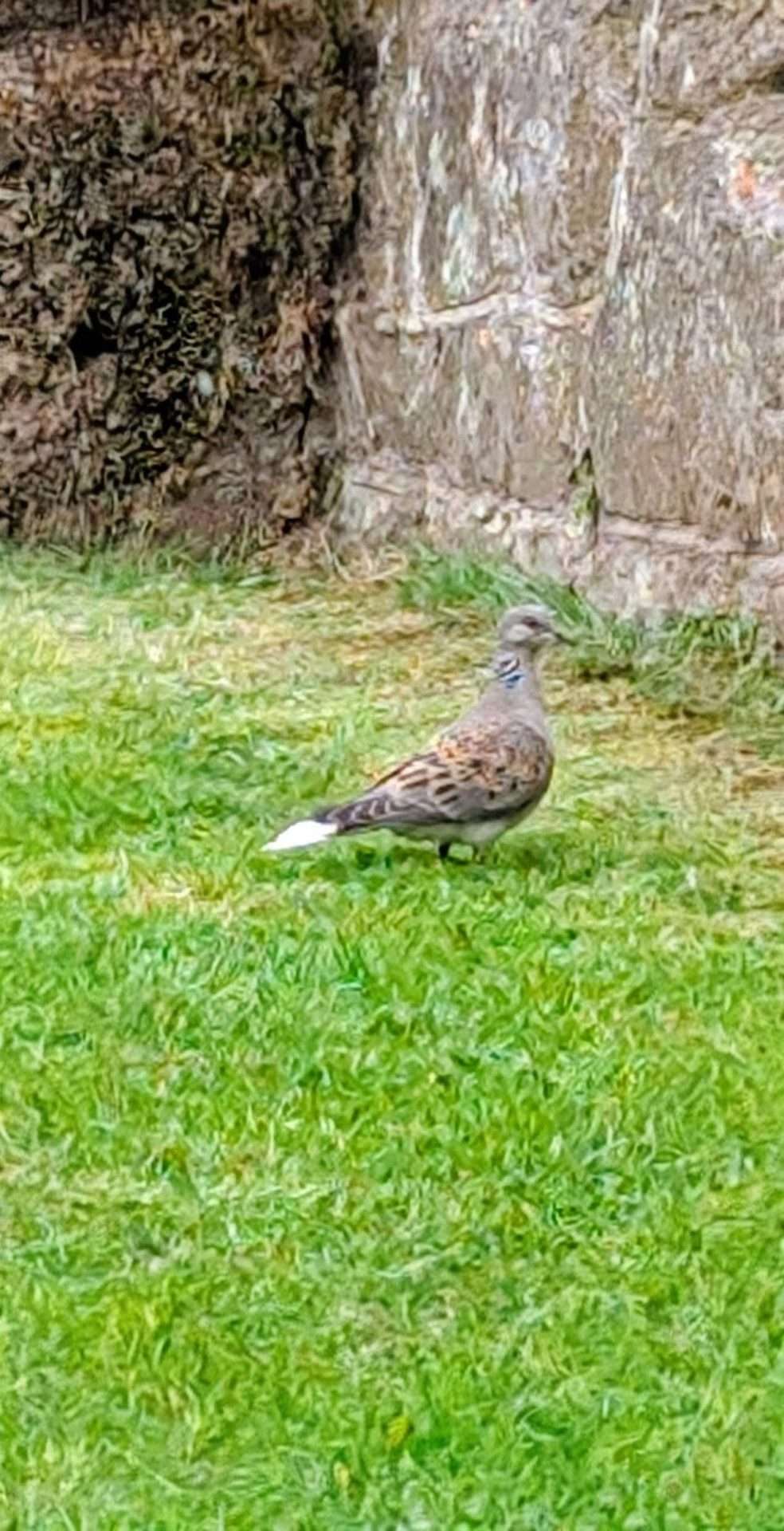 Turtle Dove. - Zeal Monachorum - Devon Birds