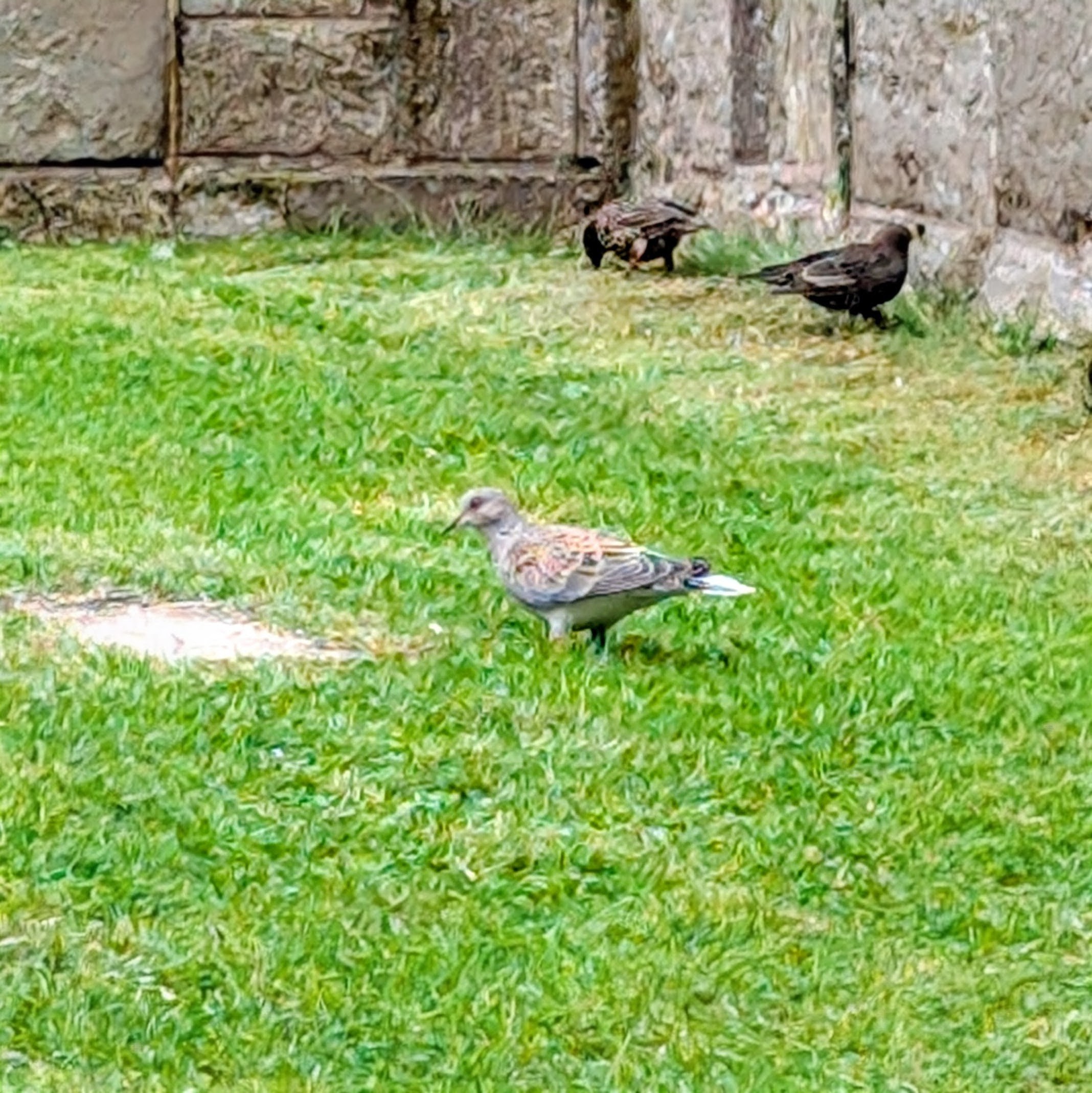 Turtle Dove. - Zeal Monachorum - Devon Birds