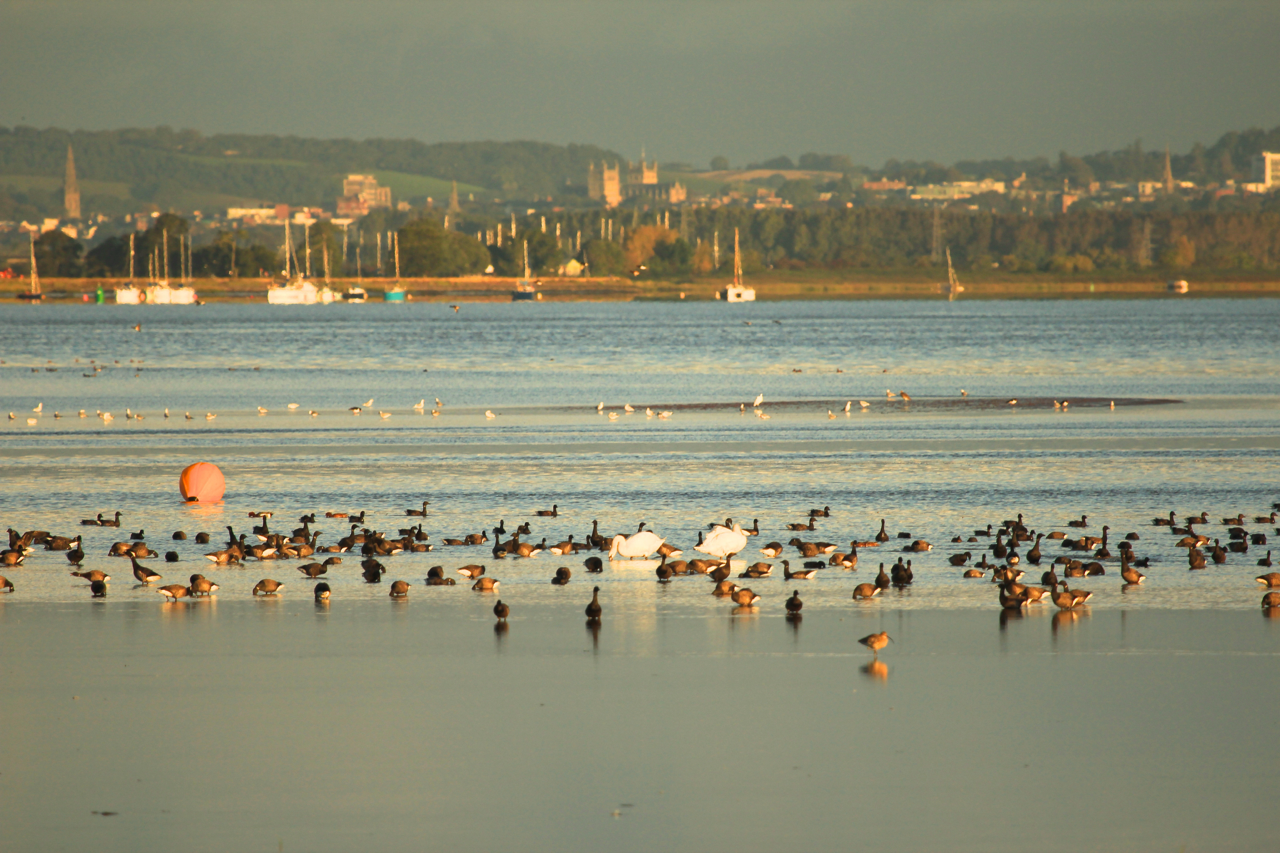 Devon Birds - Events - Devon Birds