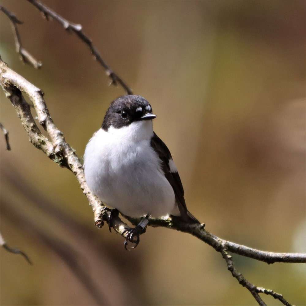 Society News - Devon Birds