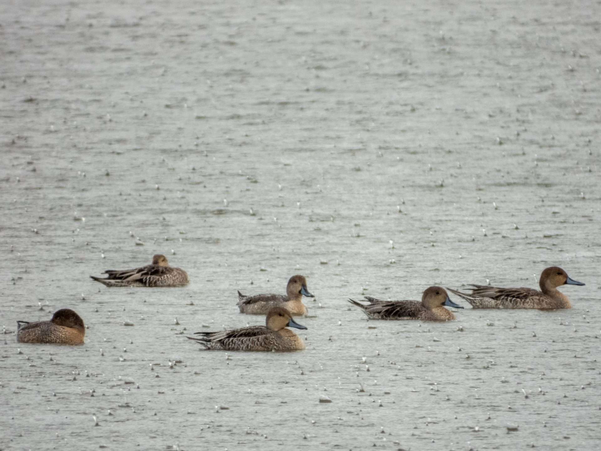 Bowling Green Marsh, Exeter - Devon Birds