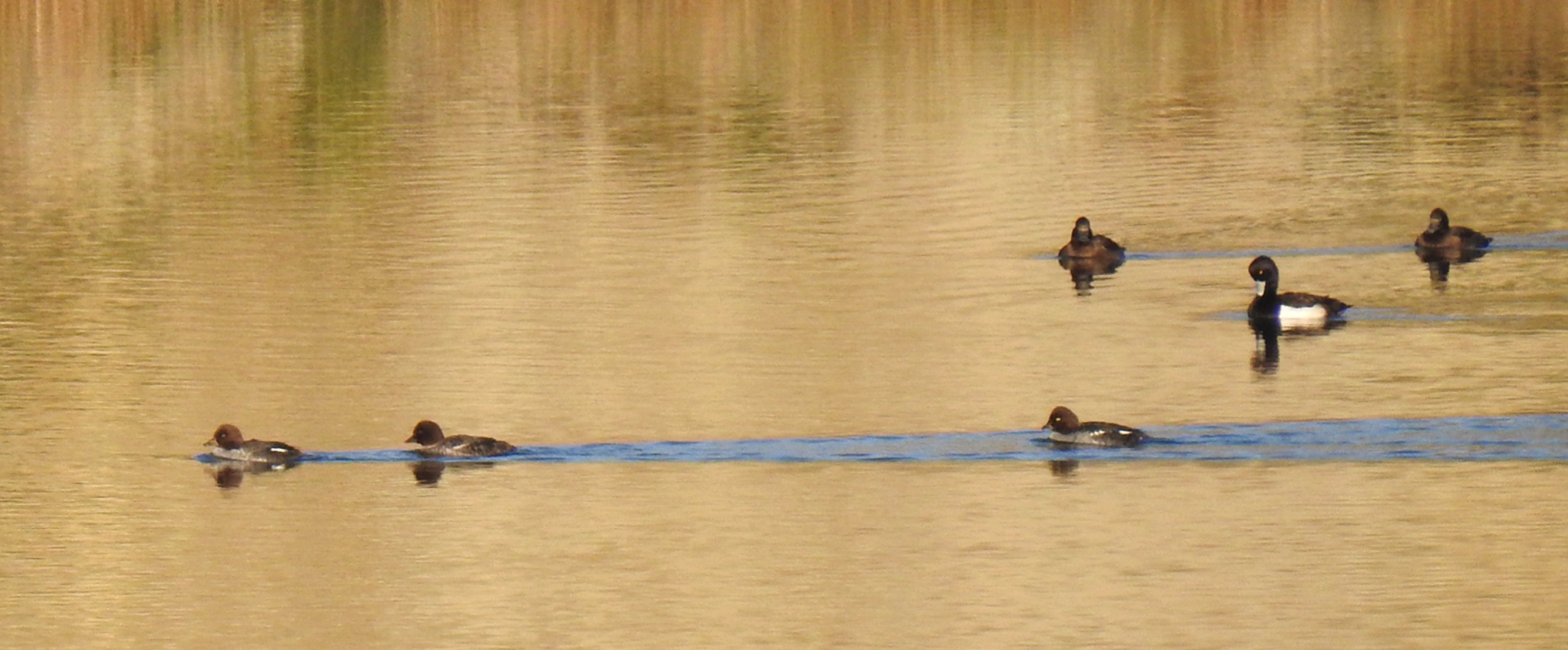 Cholwichtown Pit, Lee Moor - Devon Birds
