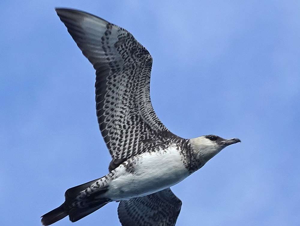 Lyme Bay Pelagic from Brixham - Devon Birds