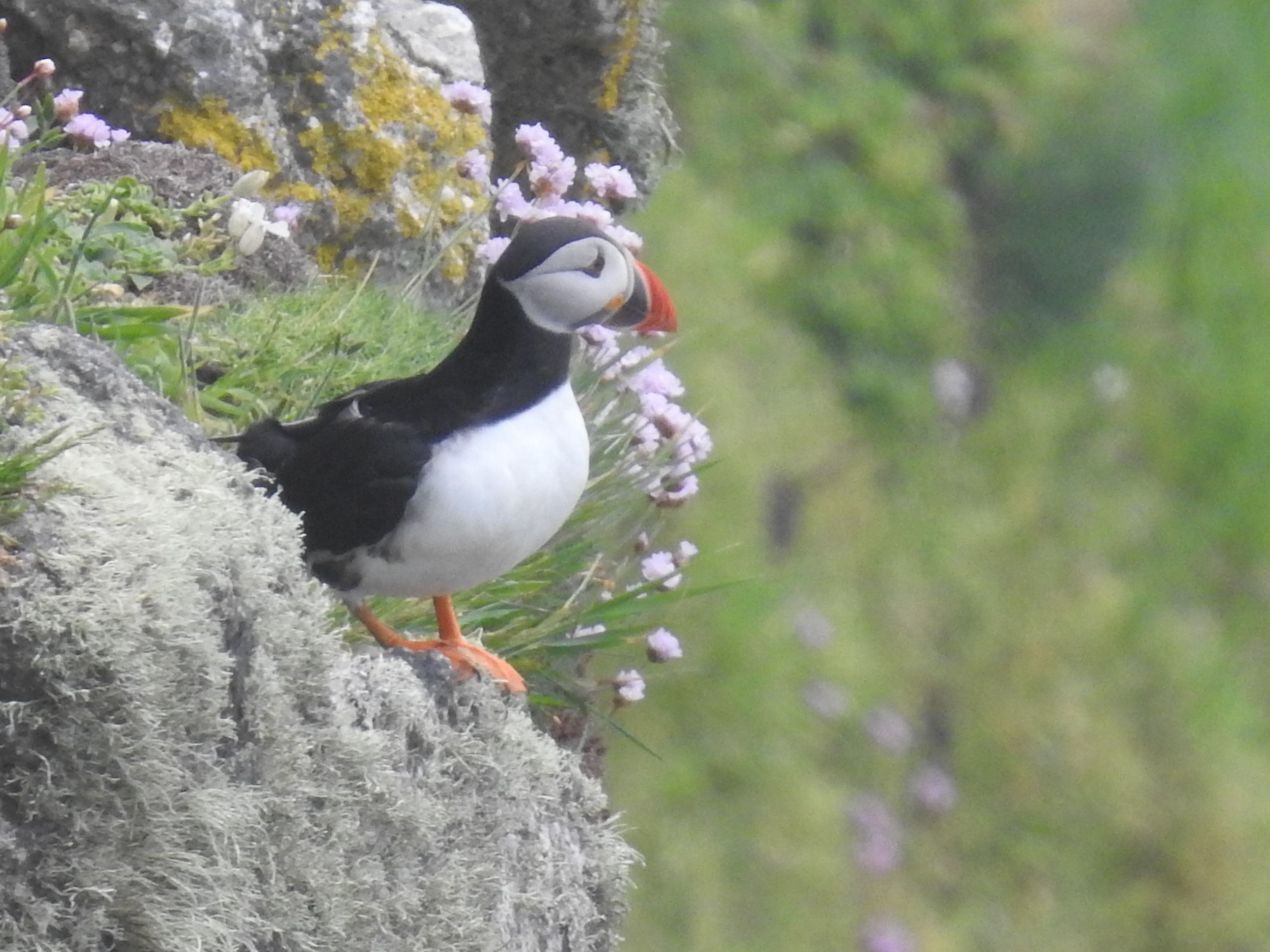 Lundy Island - Sunday 13th - Devon Birds