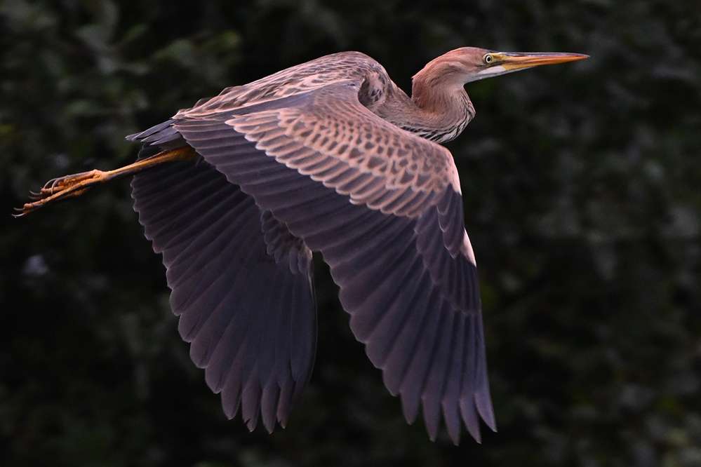 Purple Heron - Exeter Canal - Devon Birds