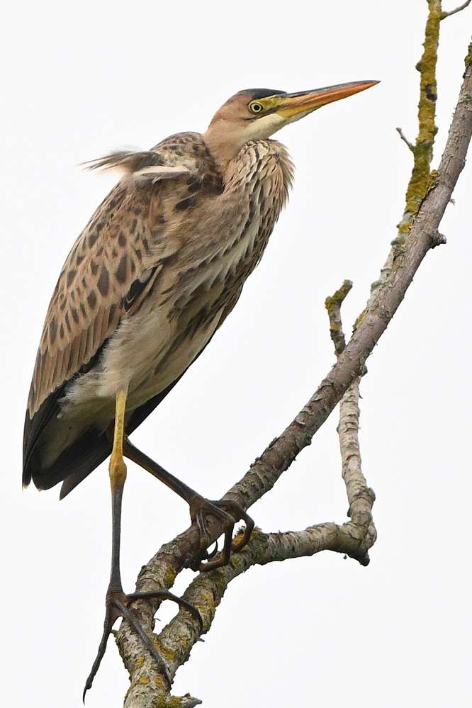 Purple Heron - Exeter Canal - Devon Birds