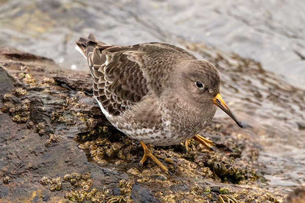 Photos of Birds from The Brixham Breakwater - Devon Birds