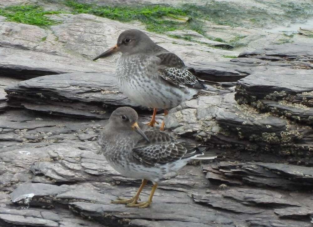 Wembury - Devon Birds