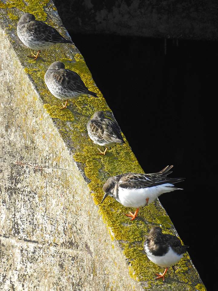 Brixham and Broadsands - Devon Birds