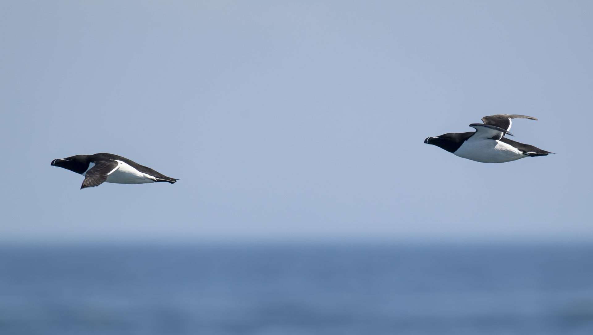 Plymouth - Devon Birds