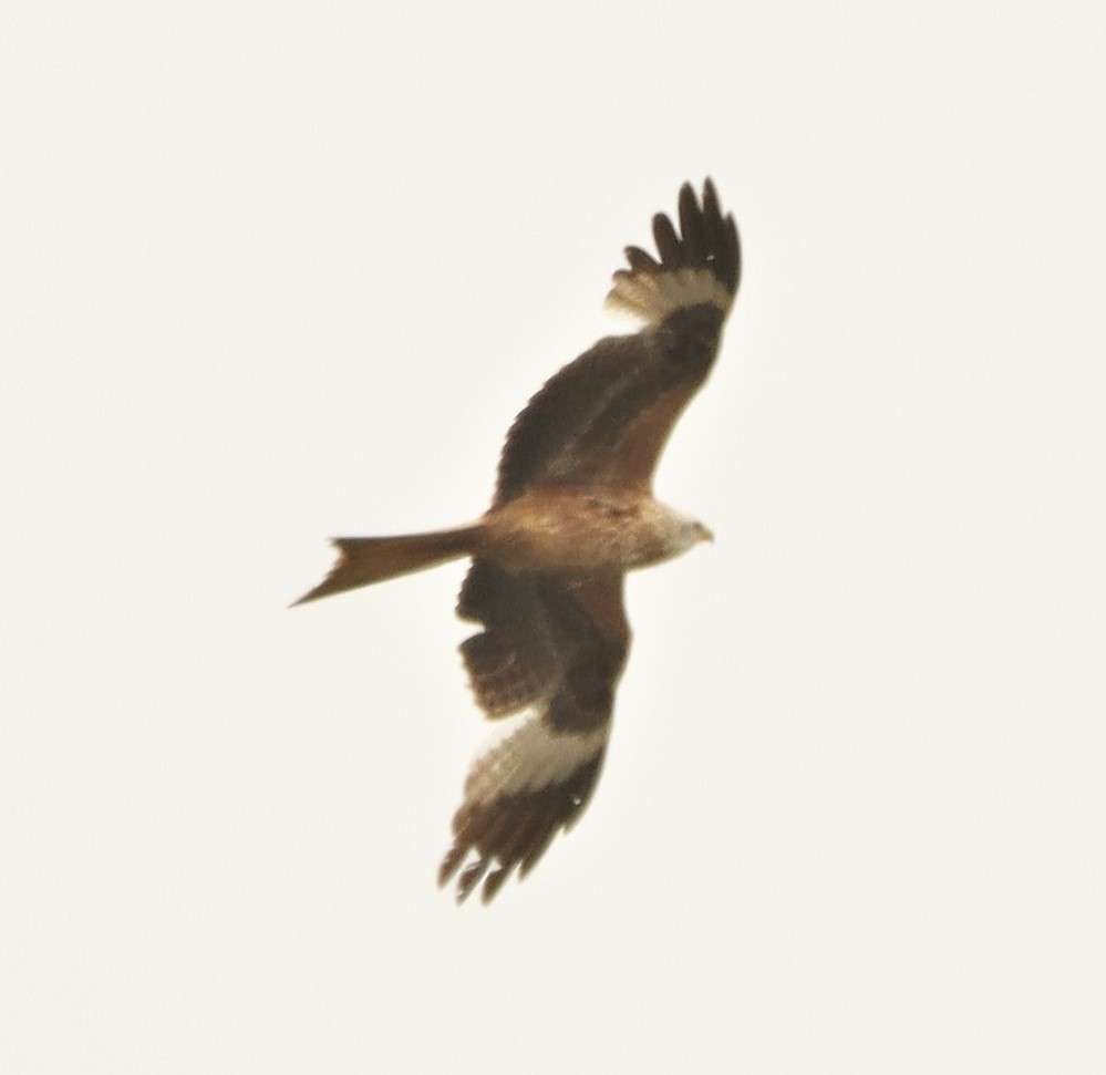 Plymouth - Devon Birds