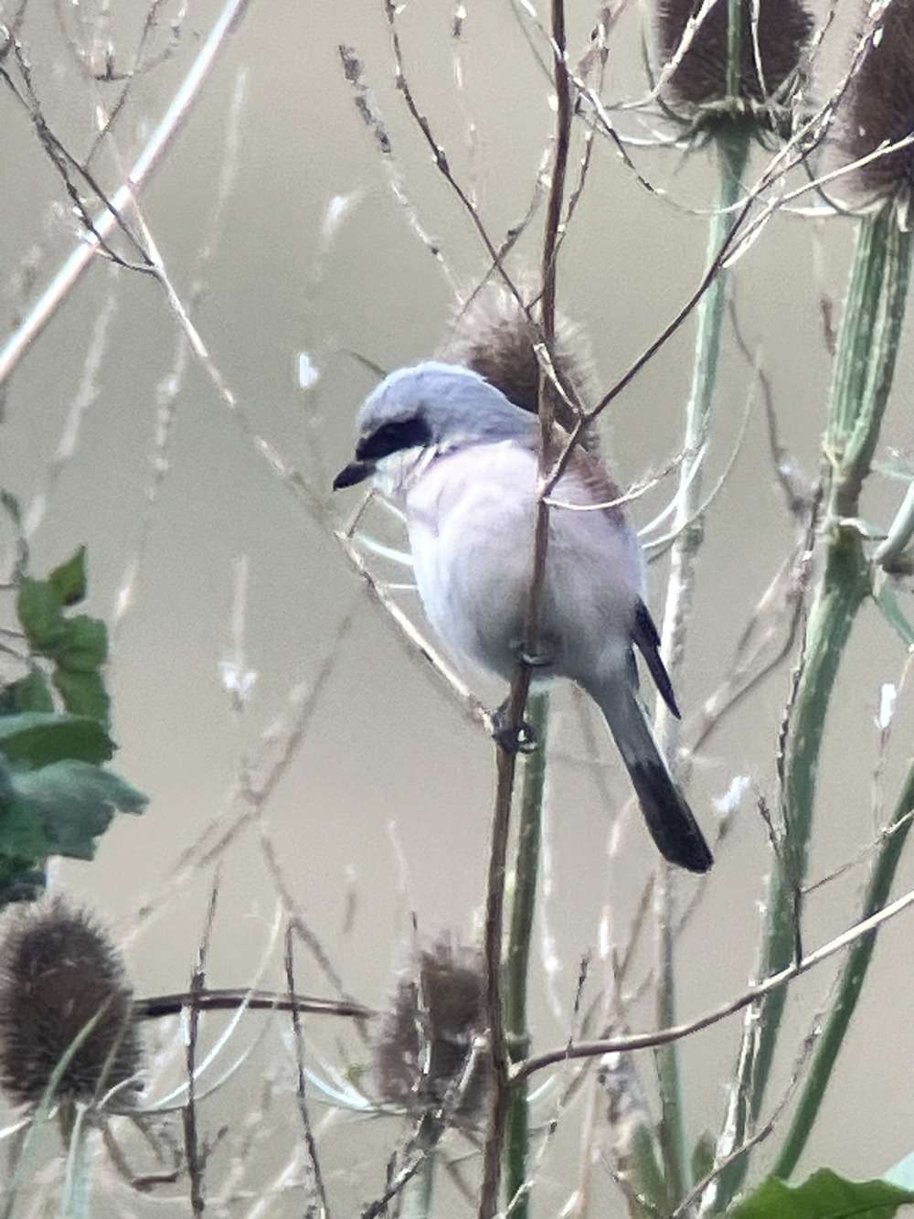 Plym Estuary & Saltram - Devon Birds